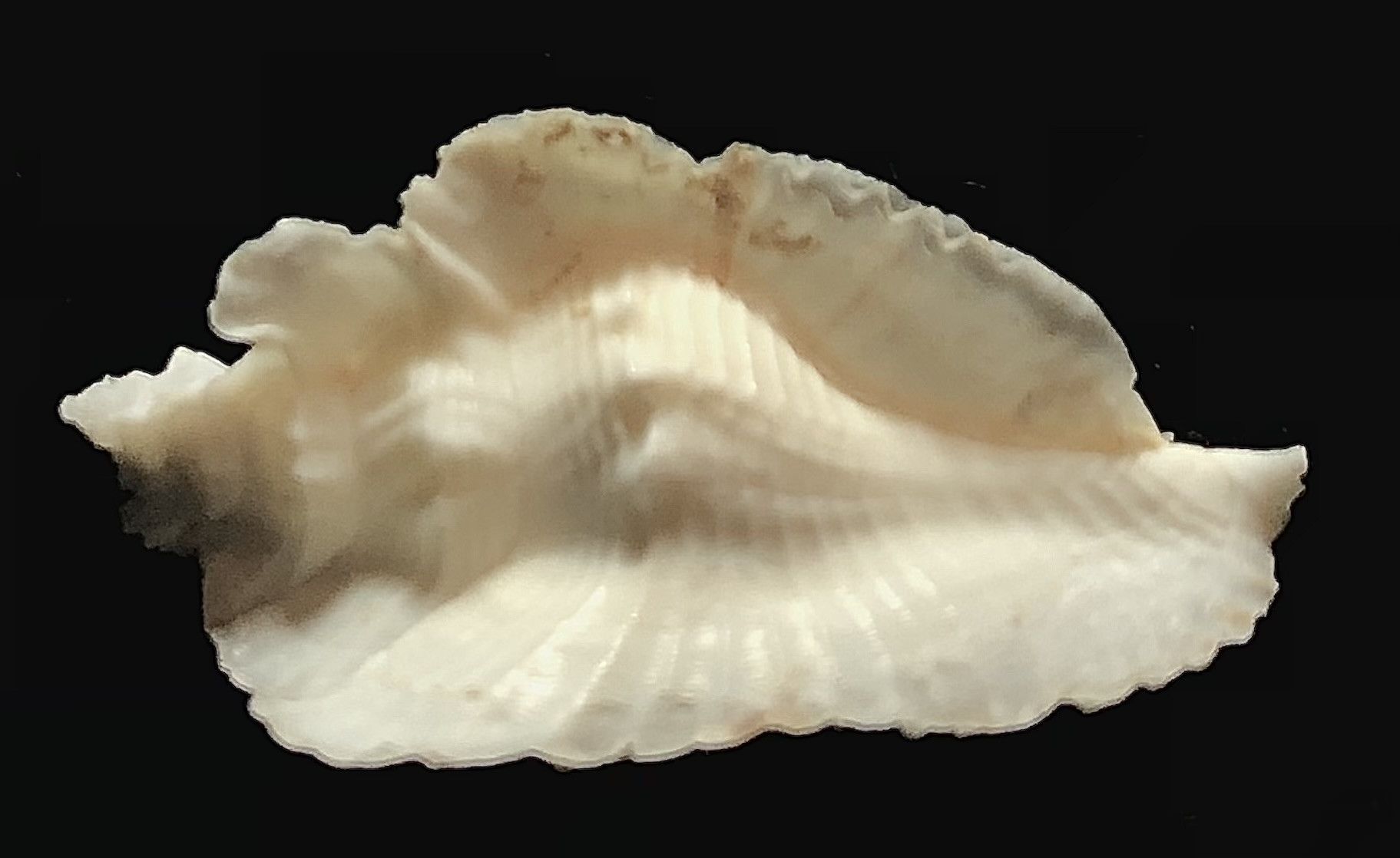 Shellbid競標