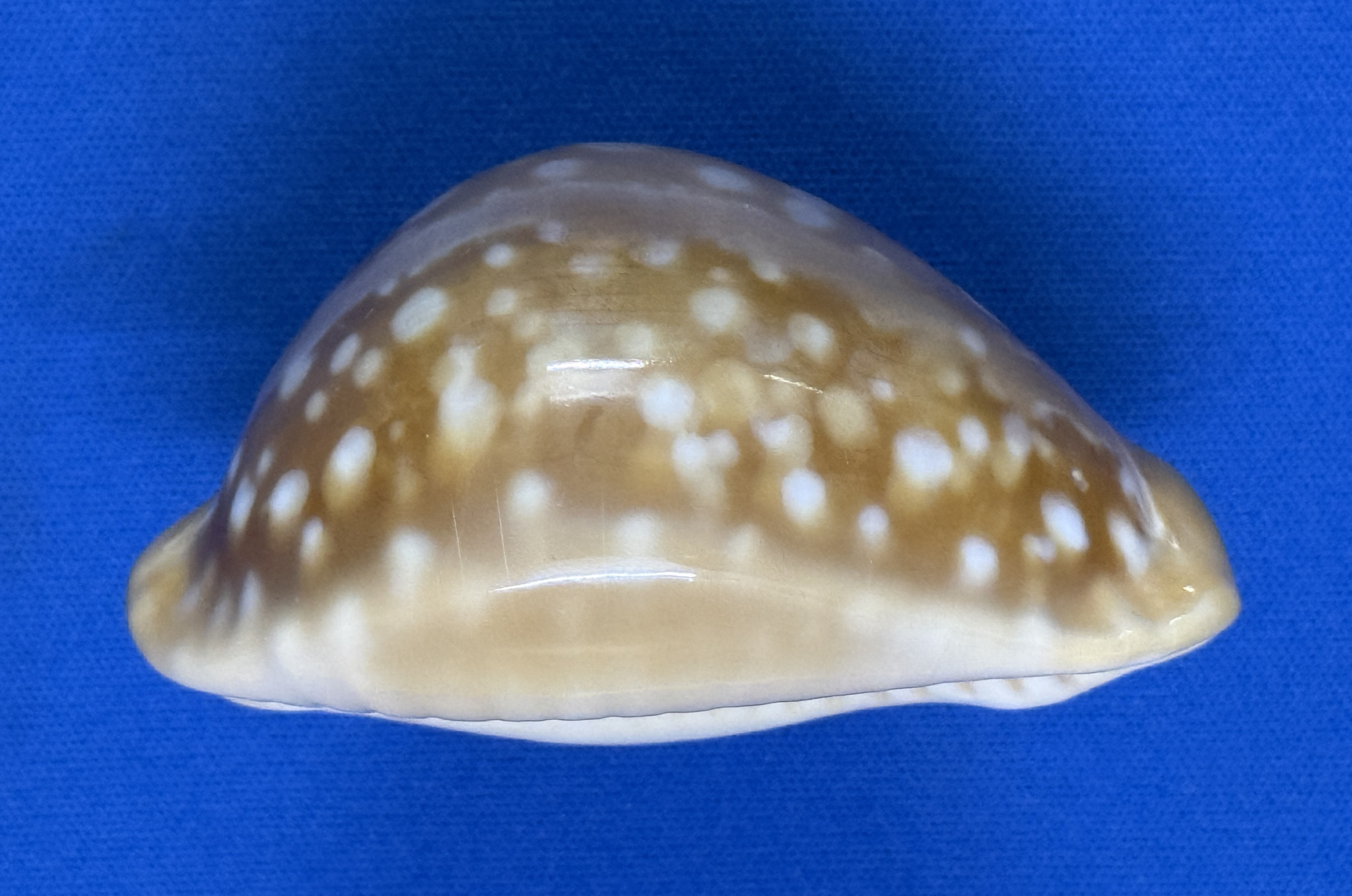 Shellbid競標