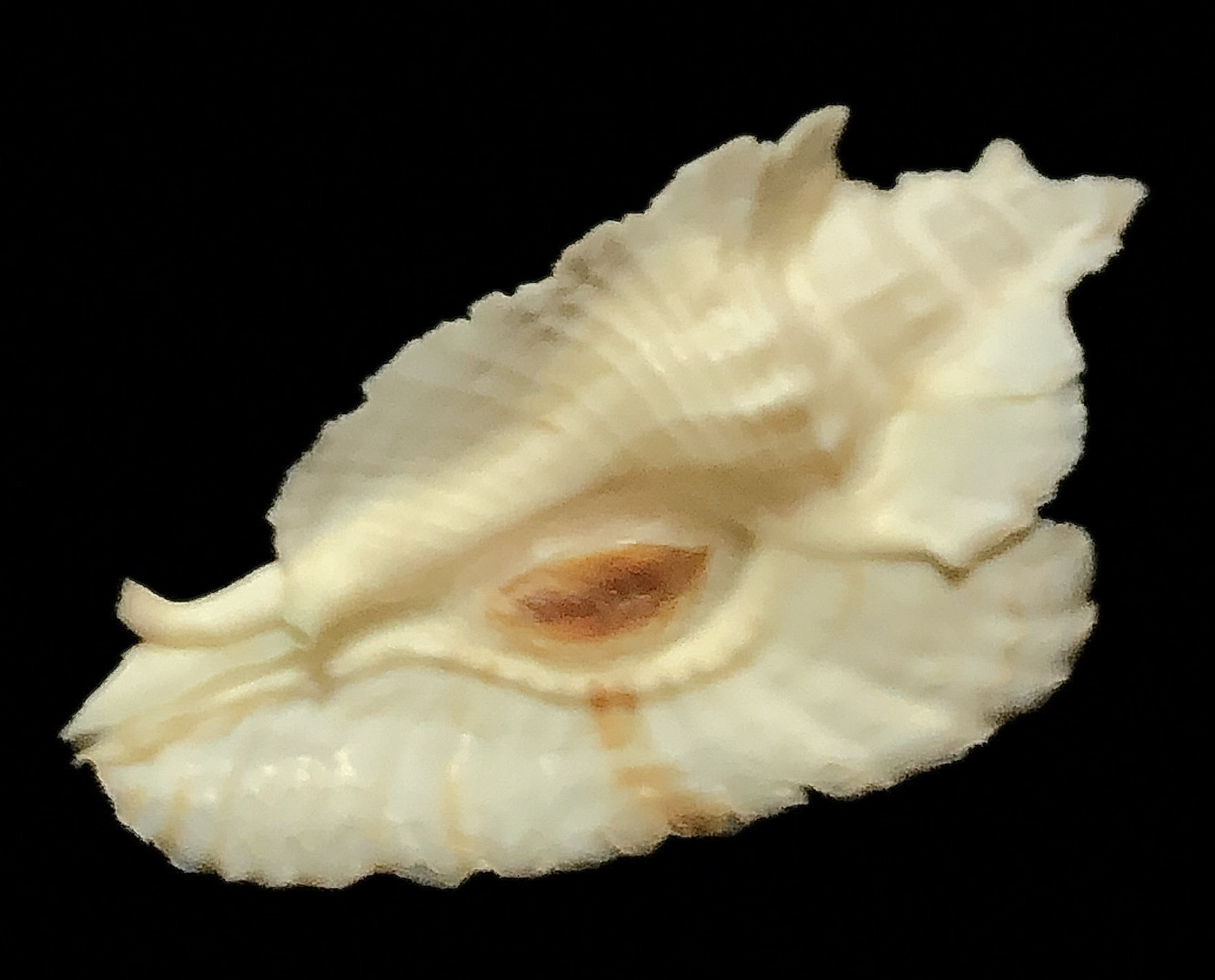 Shellbid競標