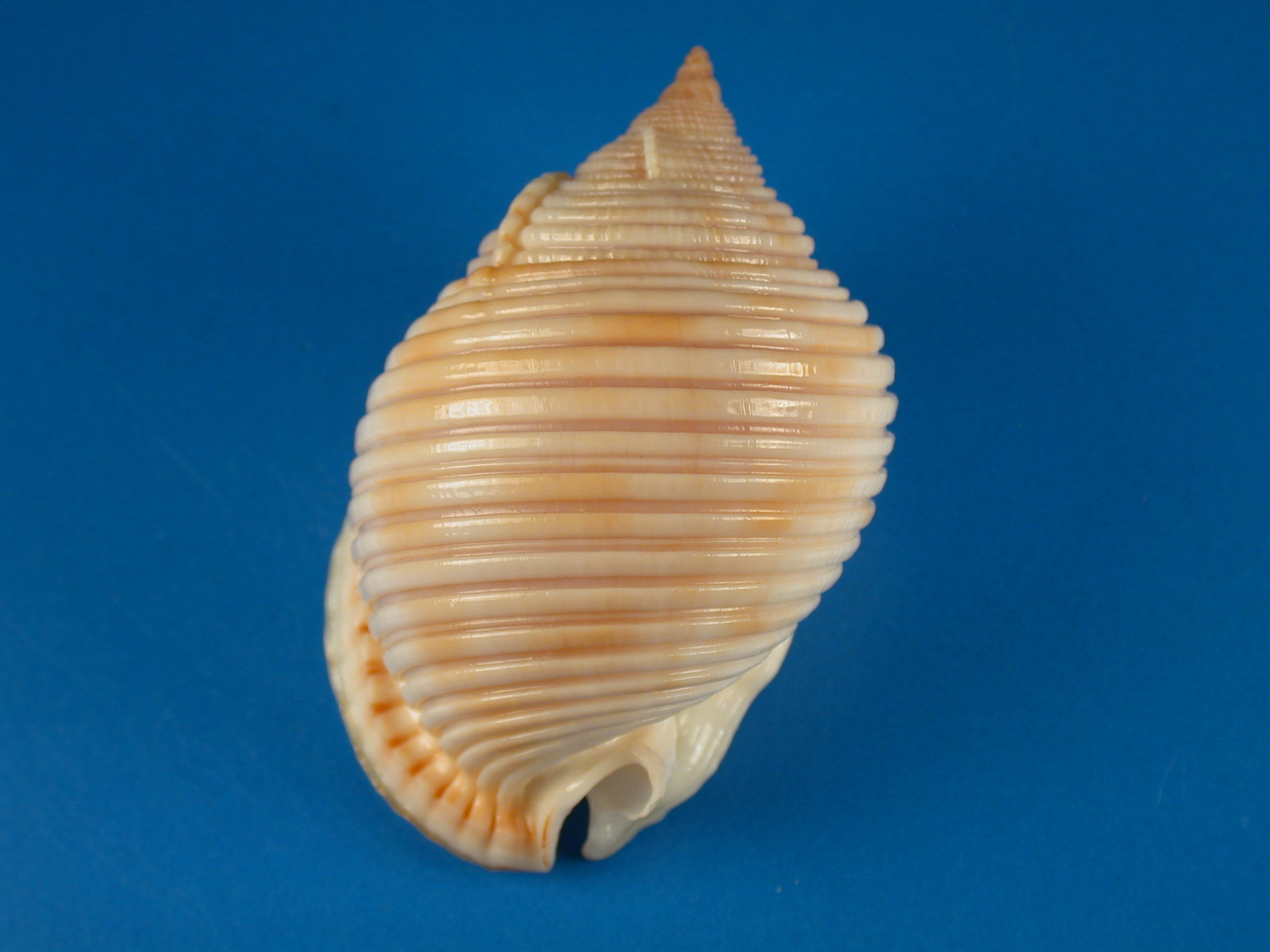 Shellbid競標