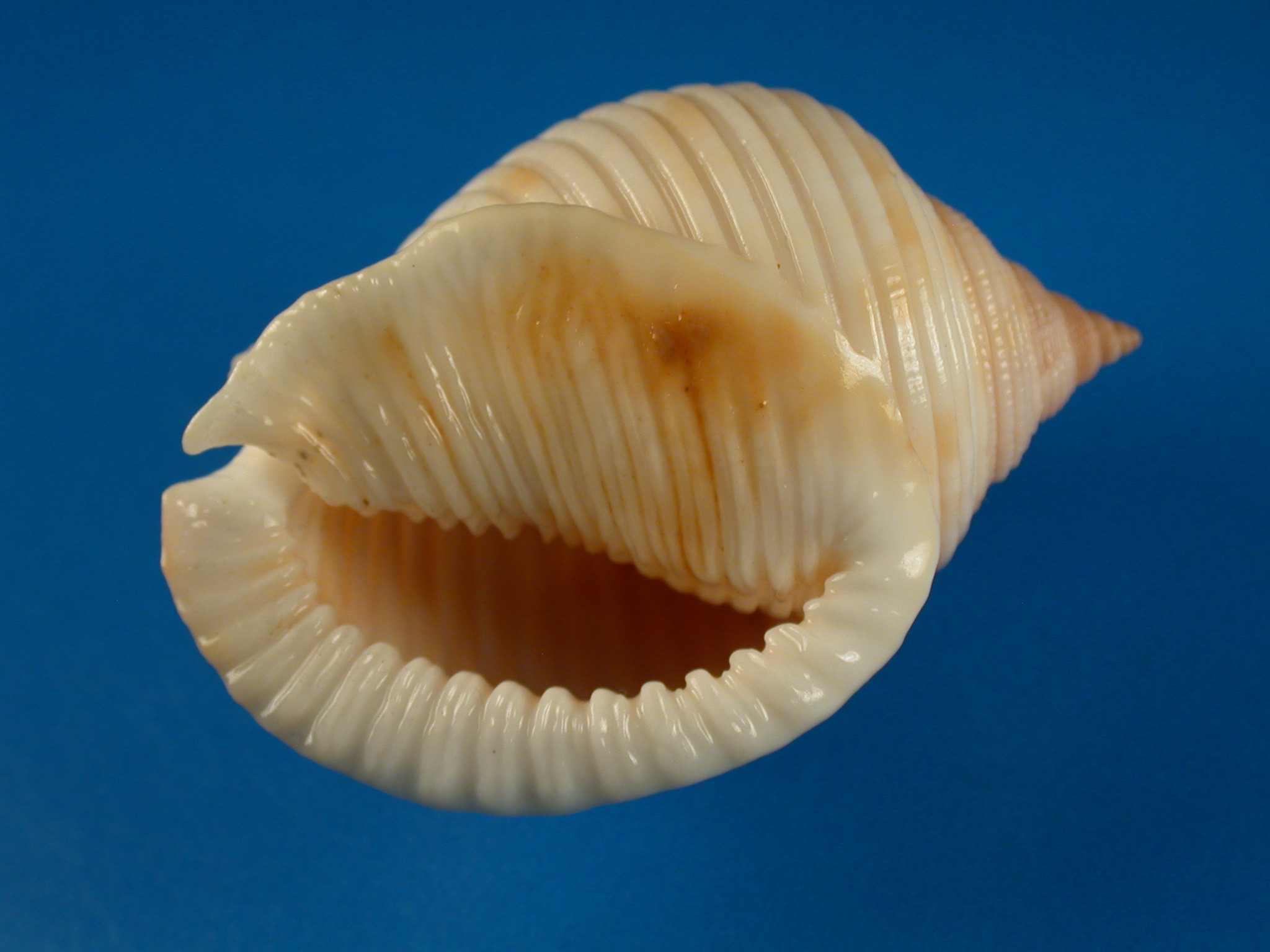 Shellbid競標