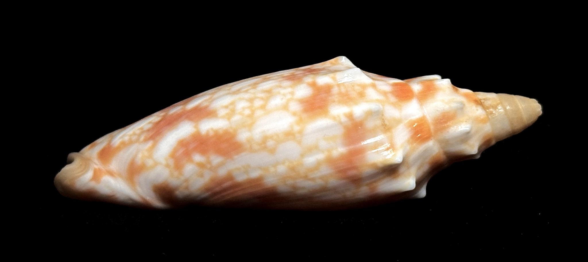 Shellbid競標