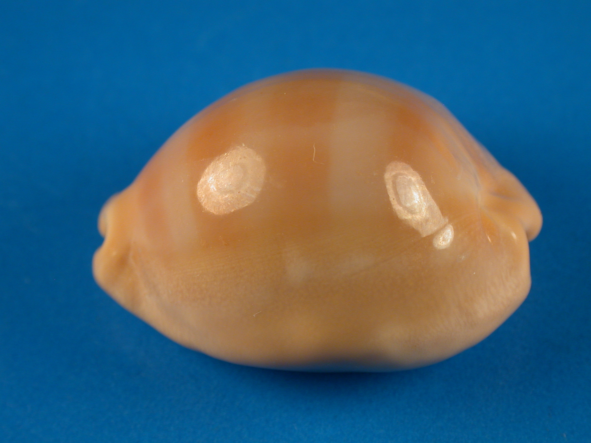 Shellbid競標