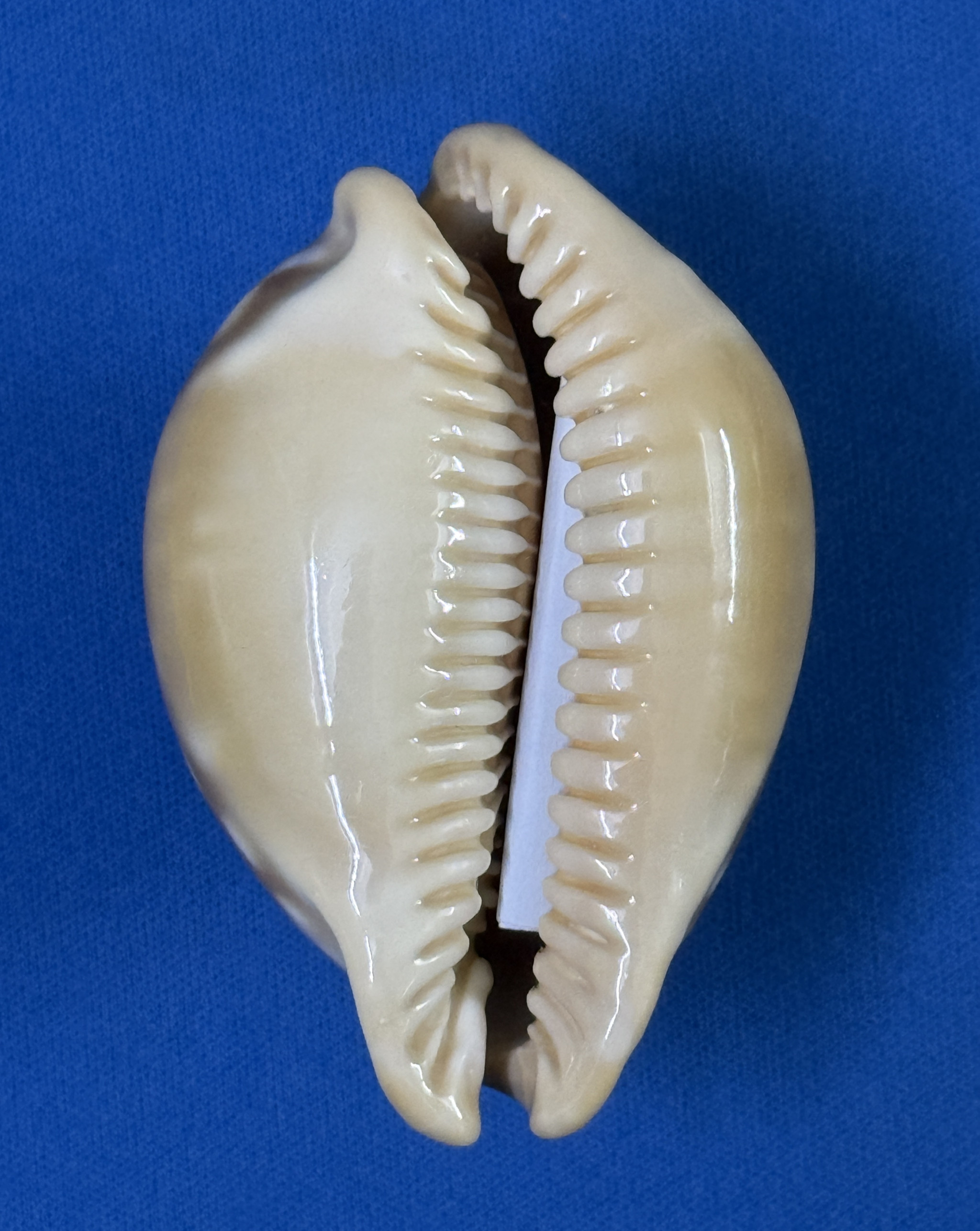 Shellbid競標