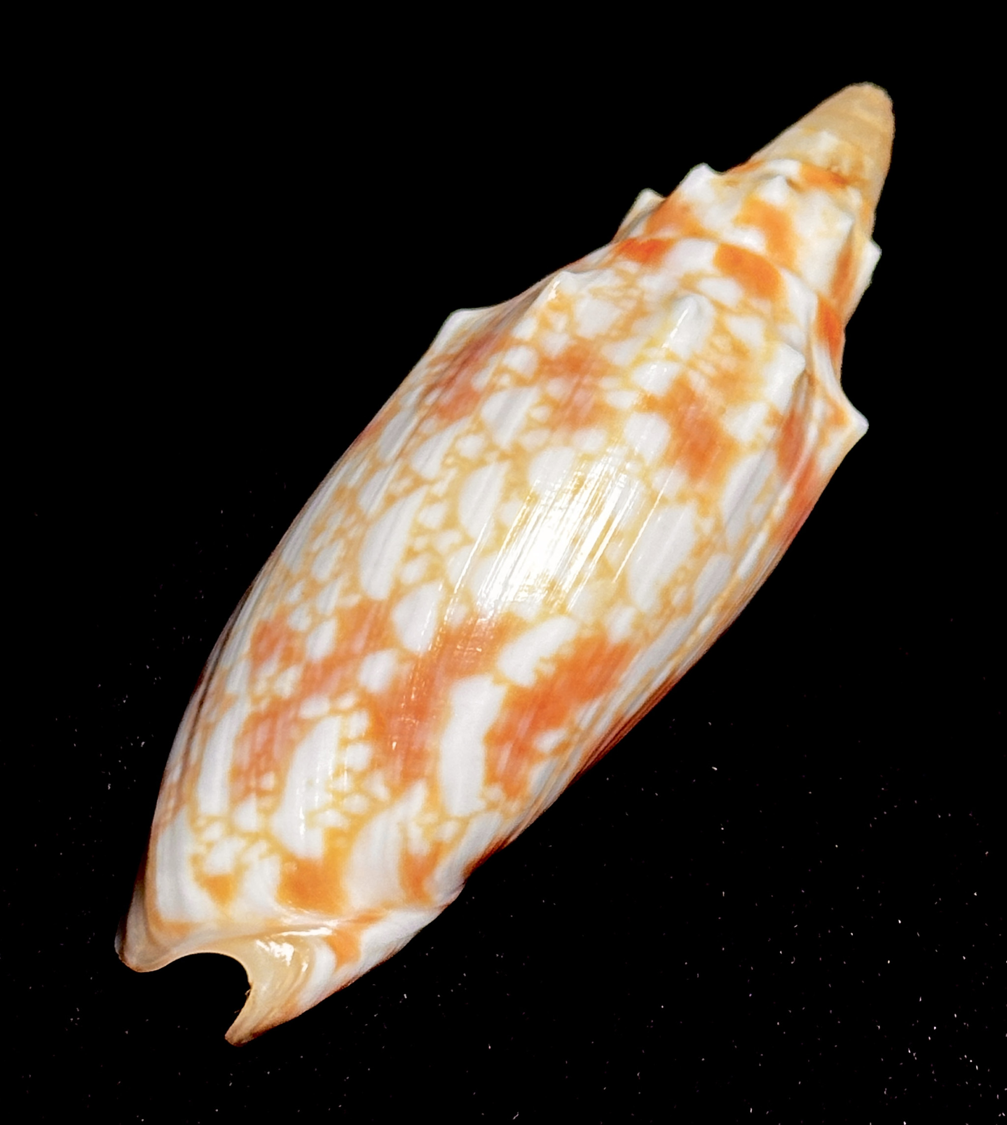 Shellbid競標