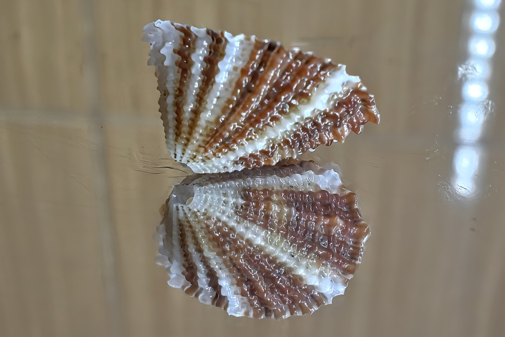Shellbid競標