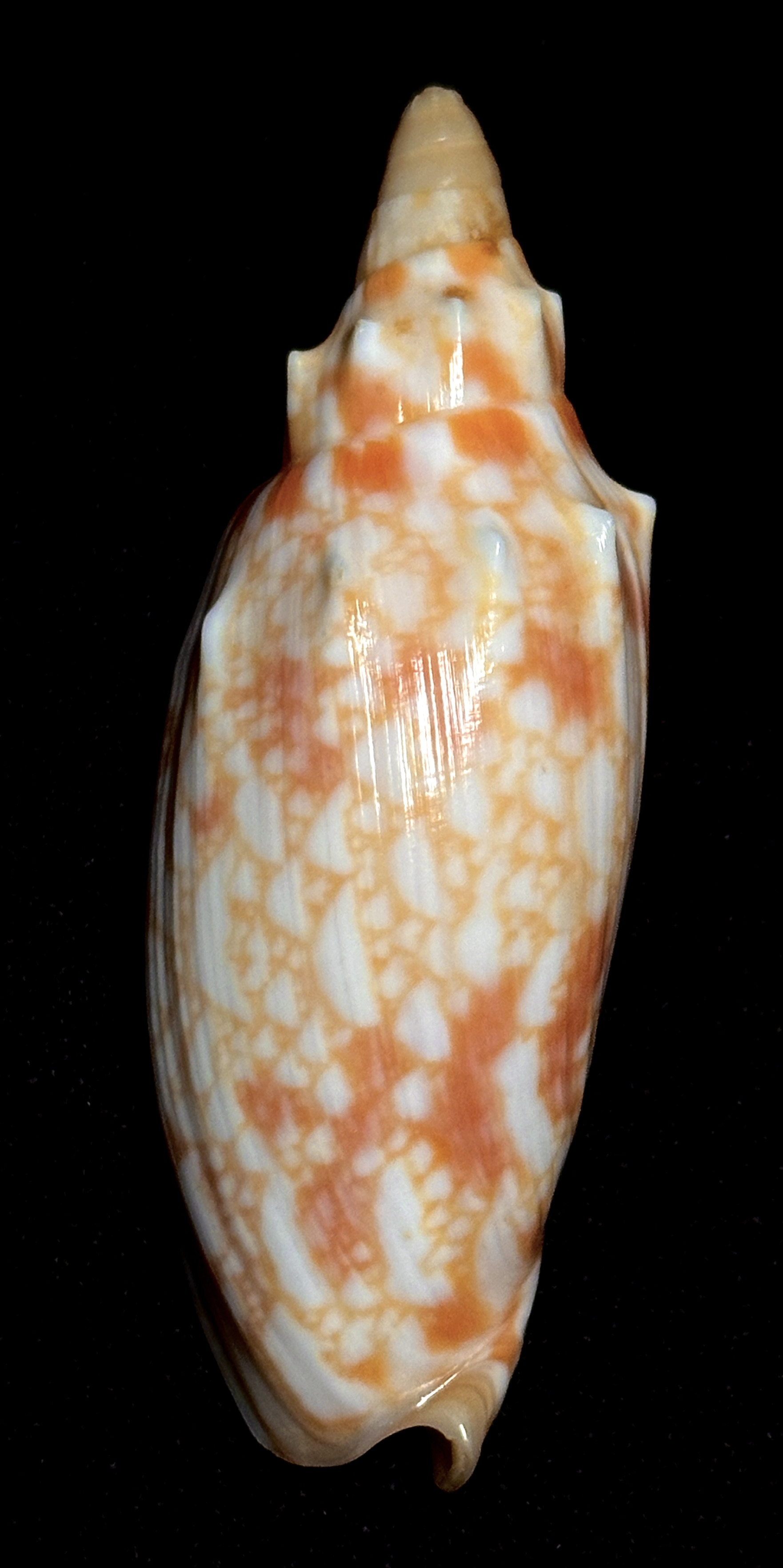 Shellbid競標