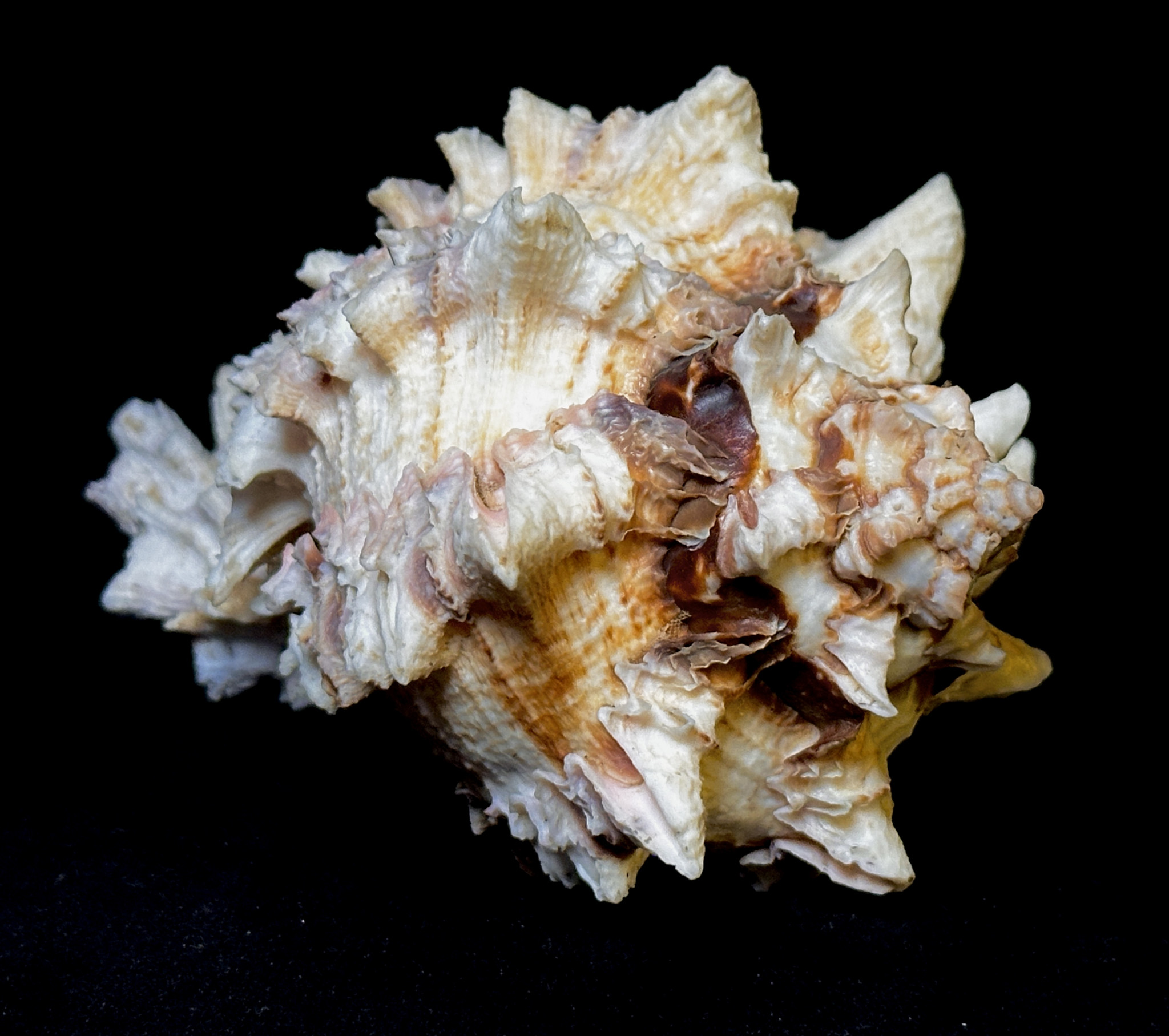 Phyllonotus regius EXCERTIONAL