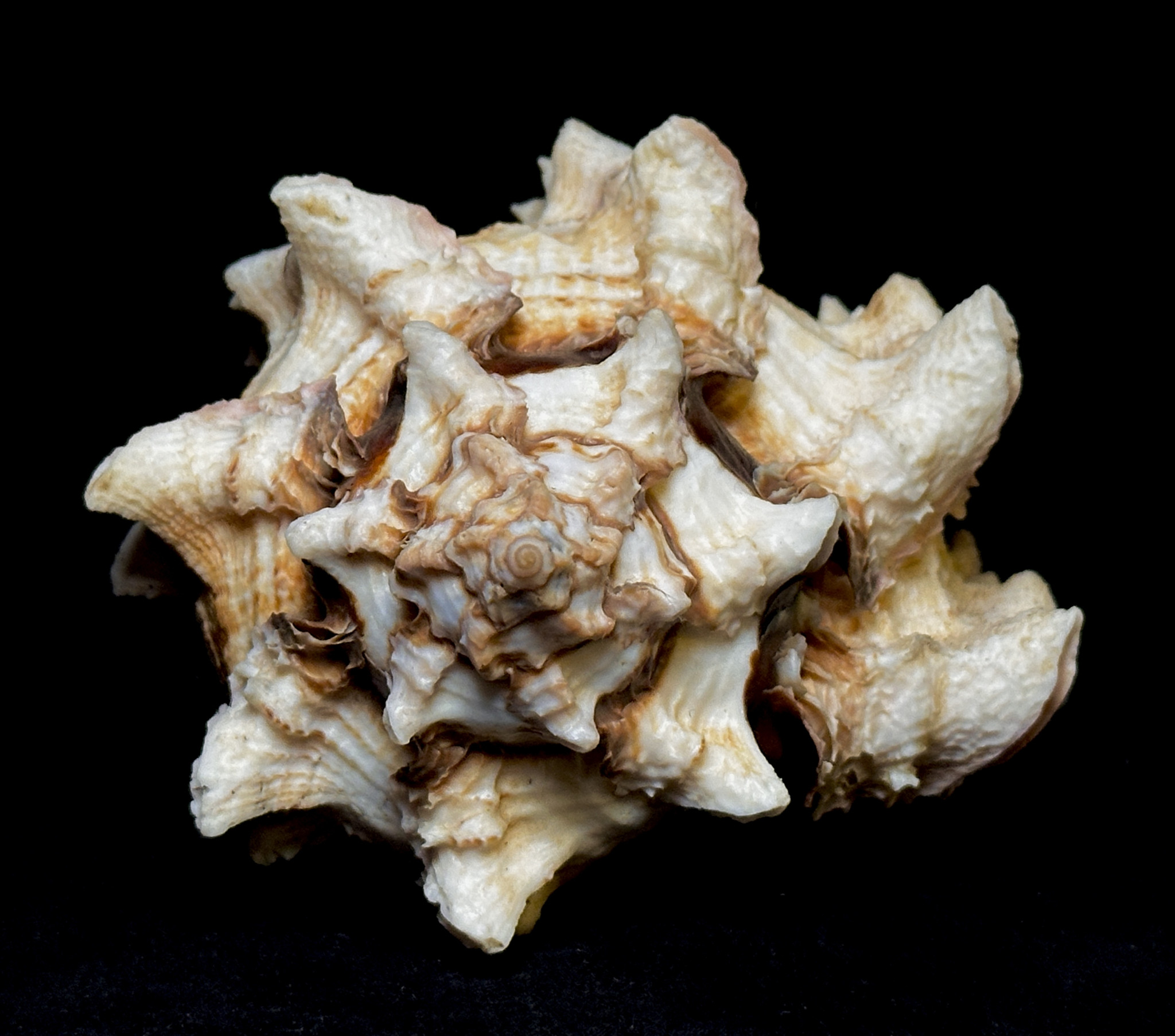 Phyllonotus regius EXCERTIONAL