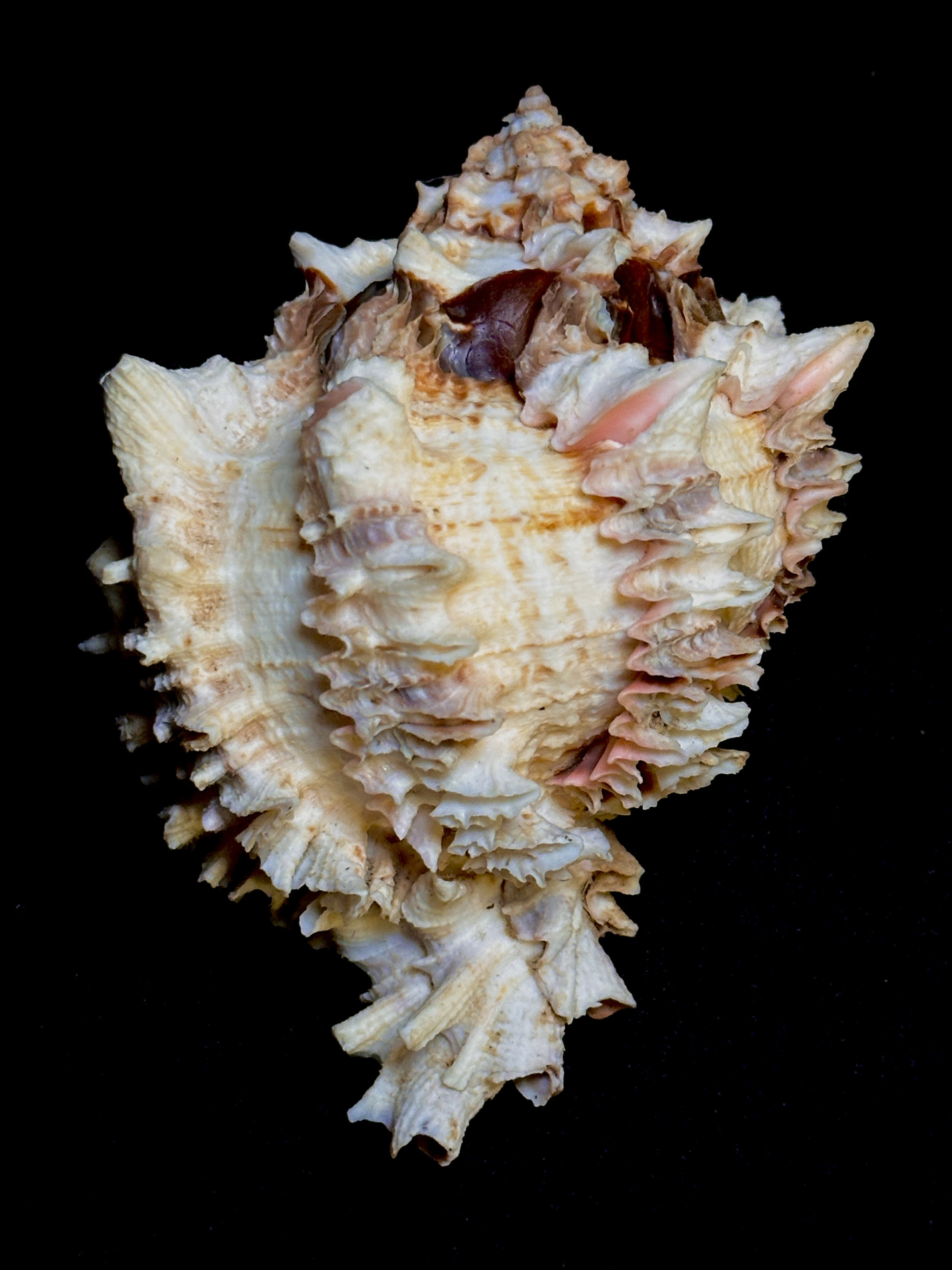 Phyllonotus regius EXCERTIONAL