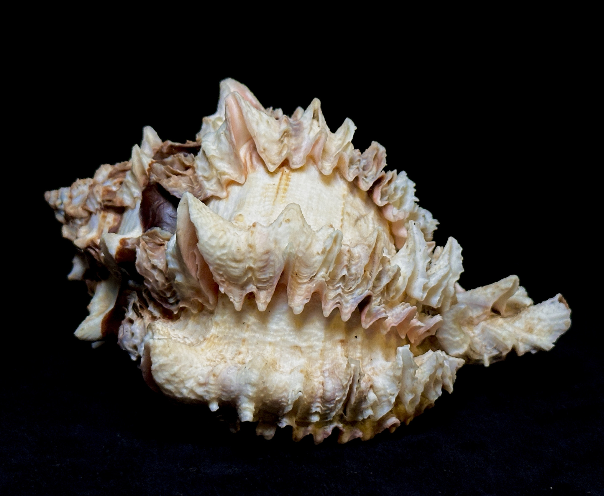 Phyllonotus regius EXCERTIONAL