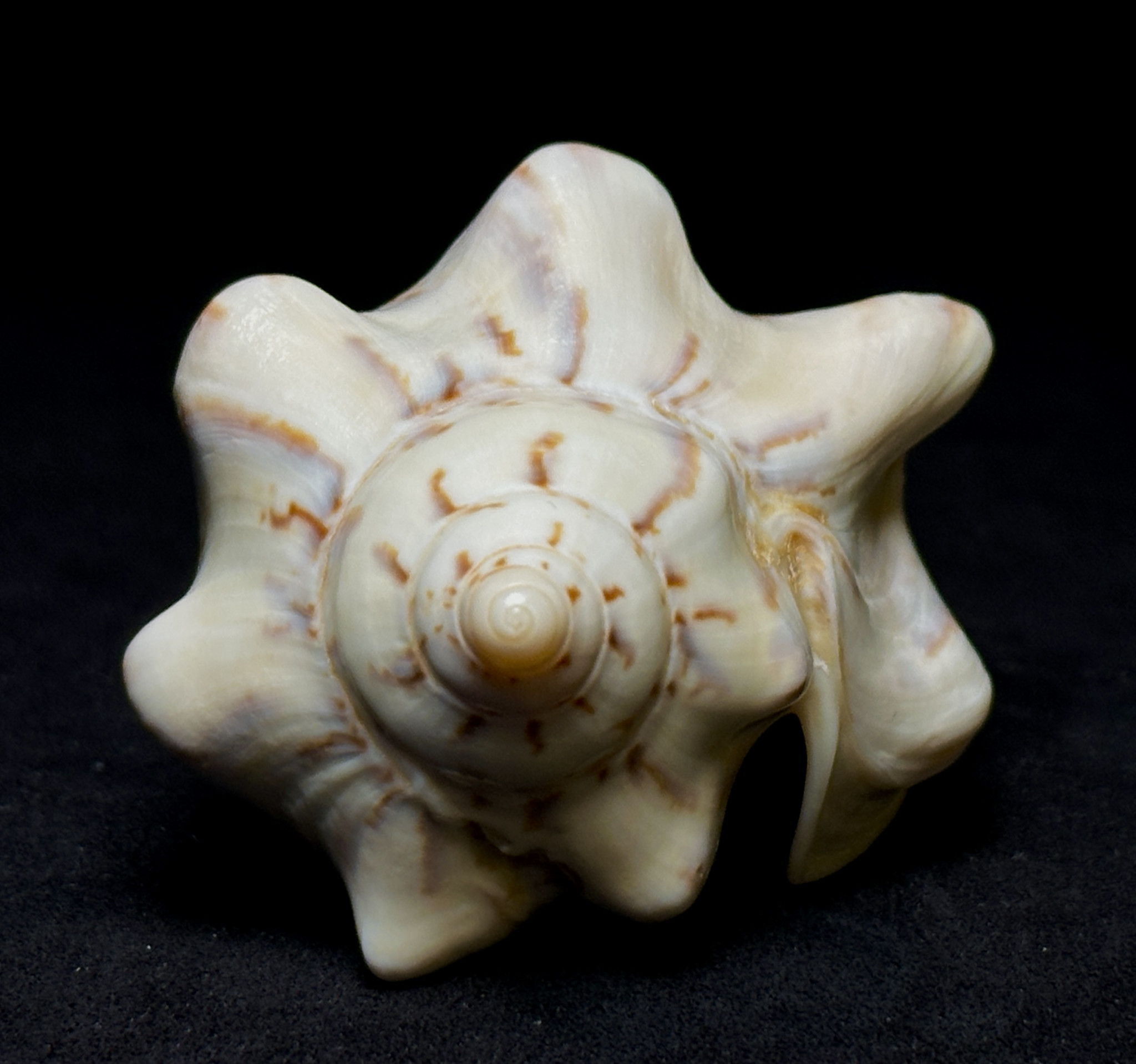 Cymbiola flavicans - KNOBS FORM